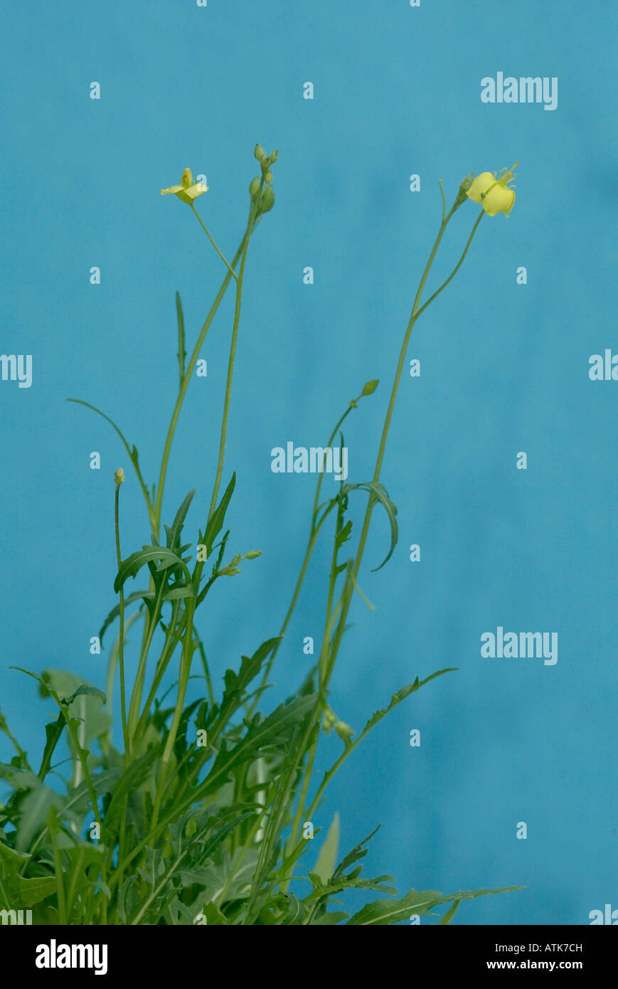 Rucula hi-res stock photography and images - Alamy