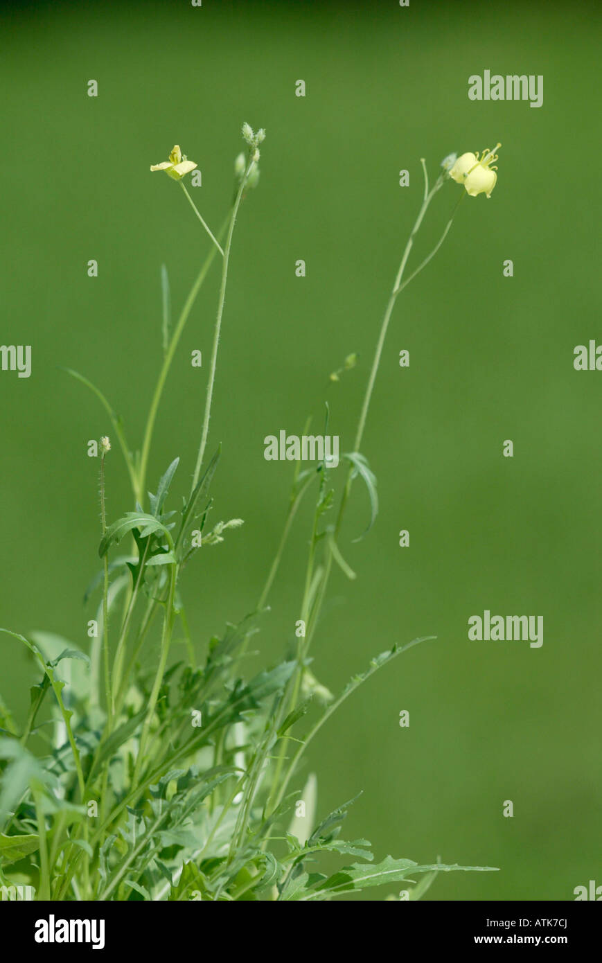 Kreuzbluetler hi-res stock photography and images - Alamy