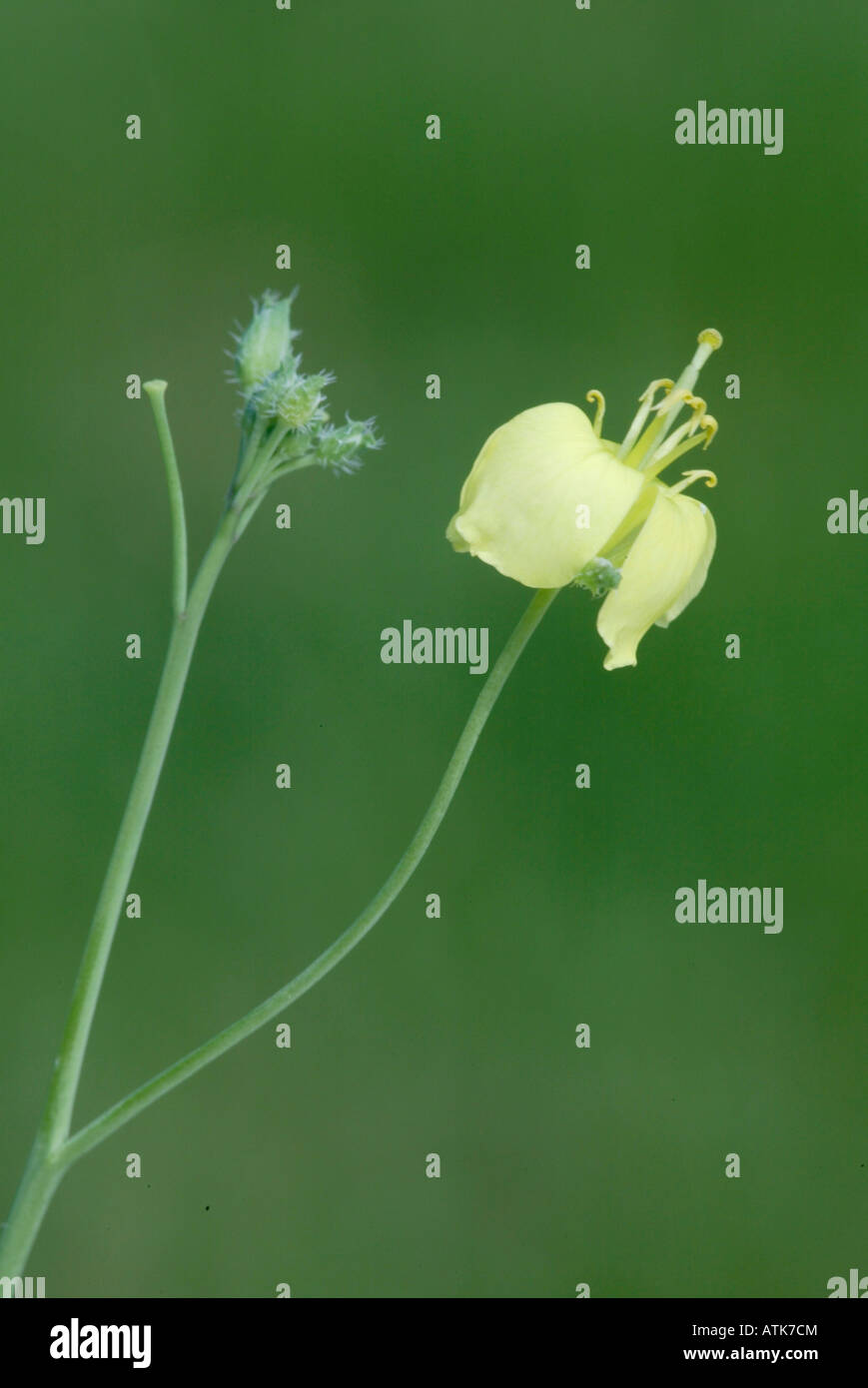 Kreuzbluetler hi-res stock photography and images - Alamy