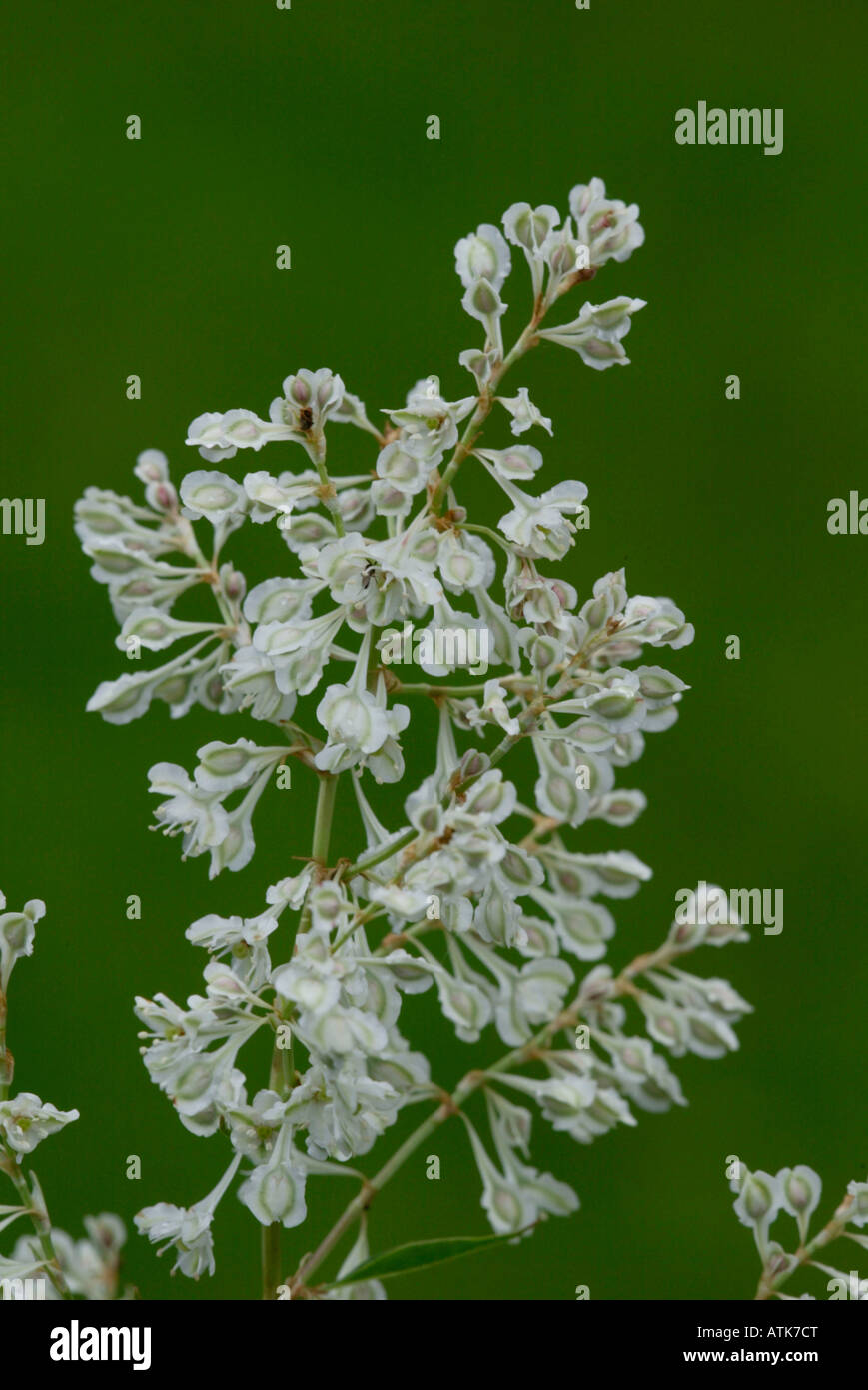 Silver lace vine hi-res stock photography and images - Alamy