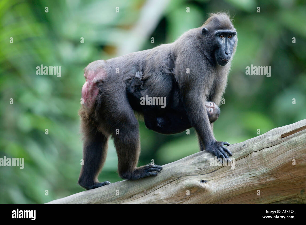Sulawesi Crested Black Macaque / Celebes Ape / Schopfmakak Stock Photo ...