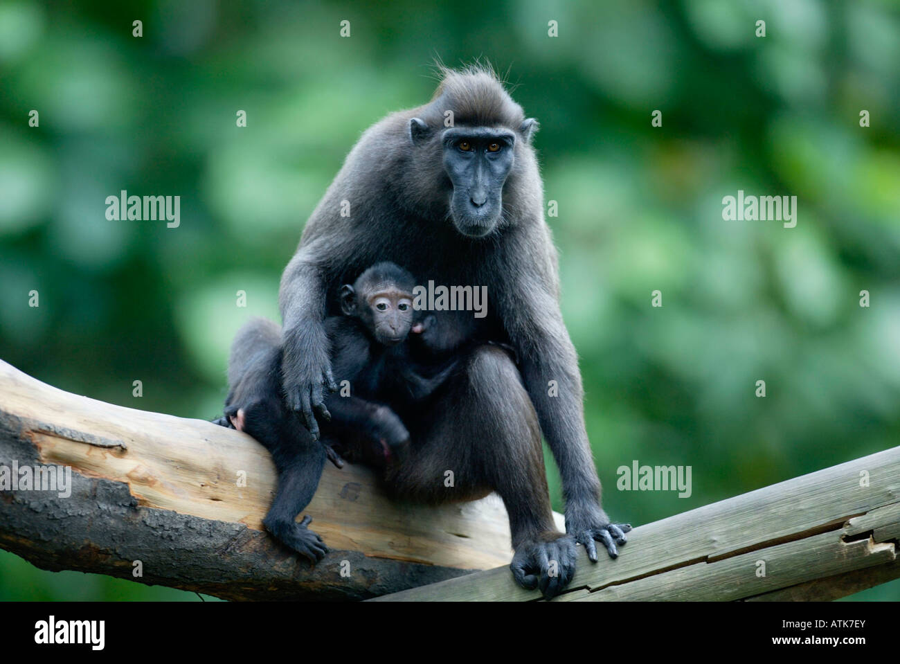 Sulawesi Crested Black Macaque / Celebes Ape / Schopfmakak Stock Photo ...