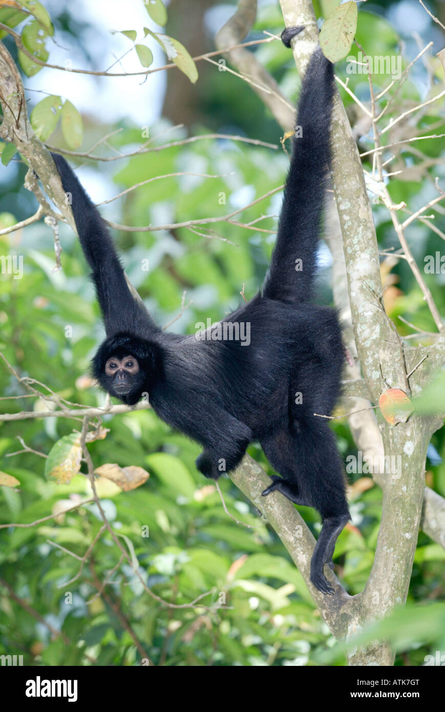 Black Spider Monkey / Schwarzer Klammeraffe Stock Photo - Alamy