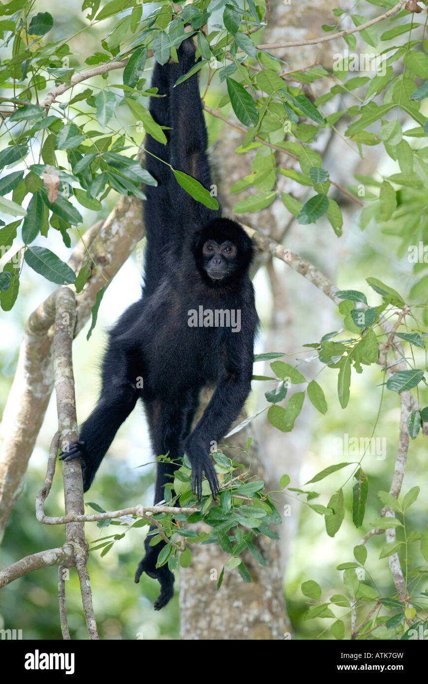 Black Spider Monkey / Schwarzer Klammeraffe Stock Photo - Alamy