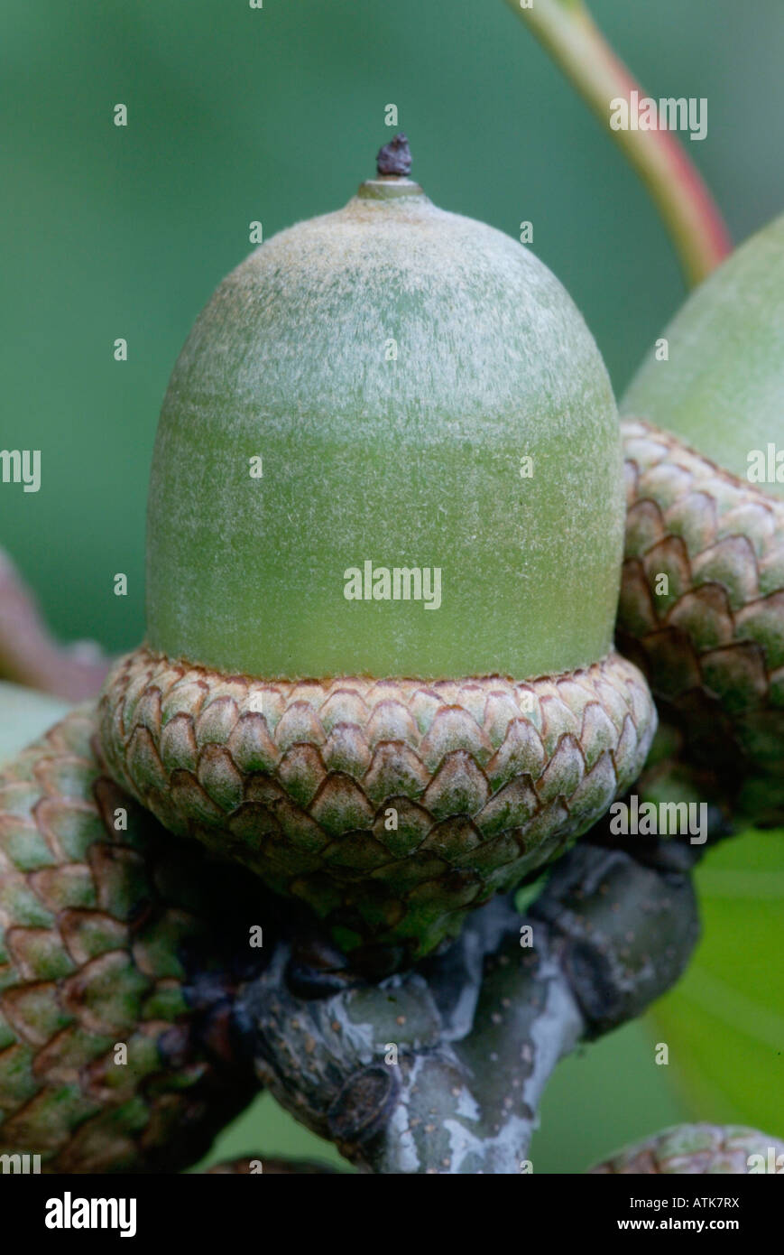 Oak / Eicheln / Sommereiche / Stieleiche Stock Photo - Alamy