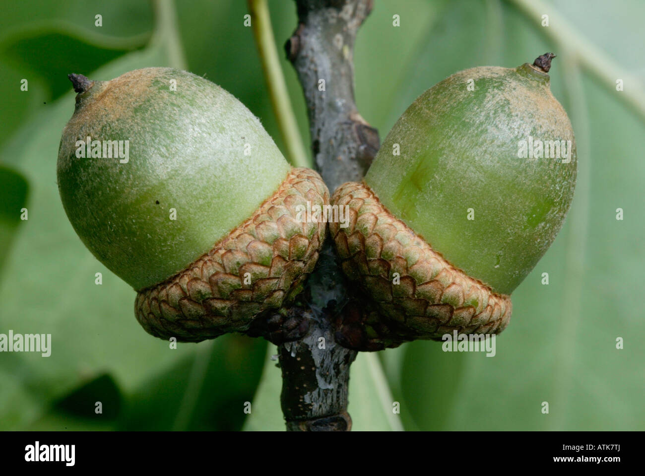 Sommereiche hi-res stock photography and images - Alamy