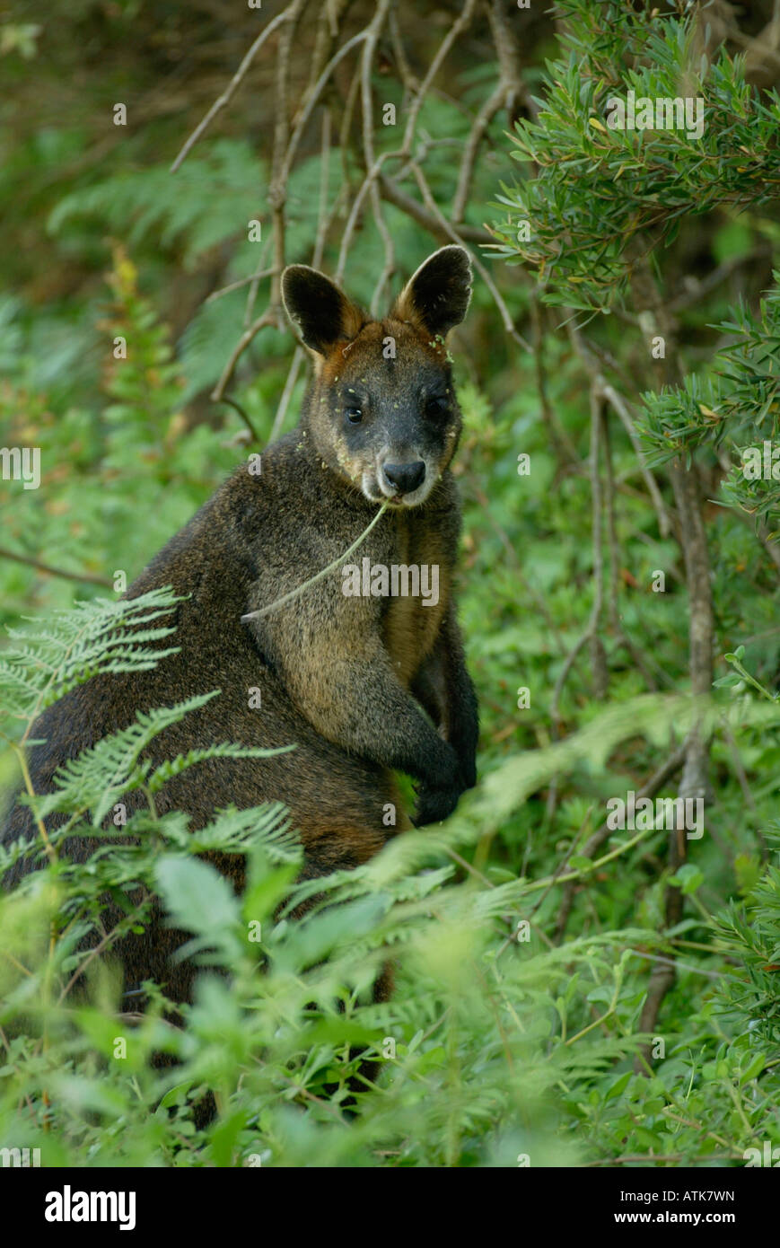 Swamp Wallaby / Sumpfwallaby Stock Photo - Alamy