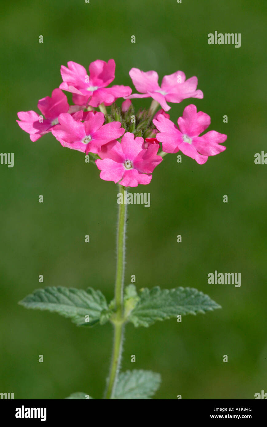 Vervain / Verbene Stock Photo - Alamy