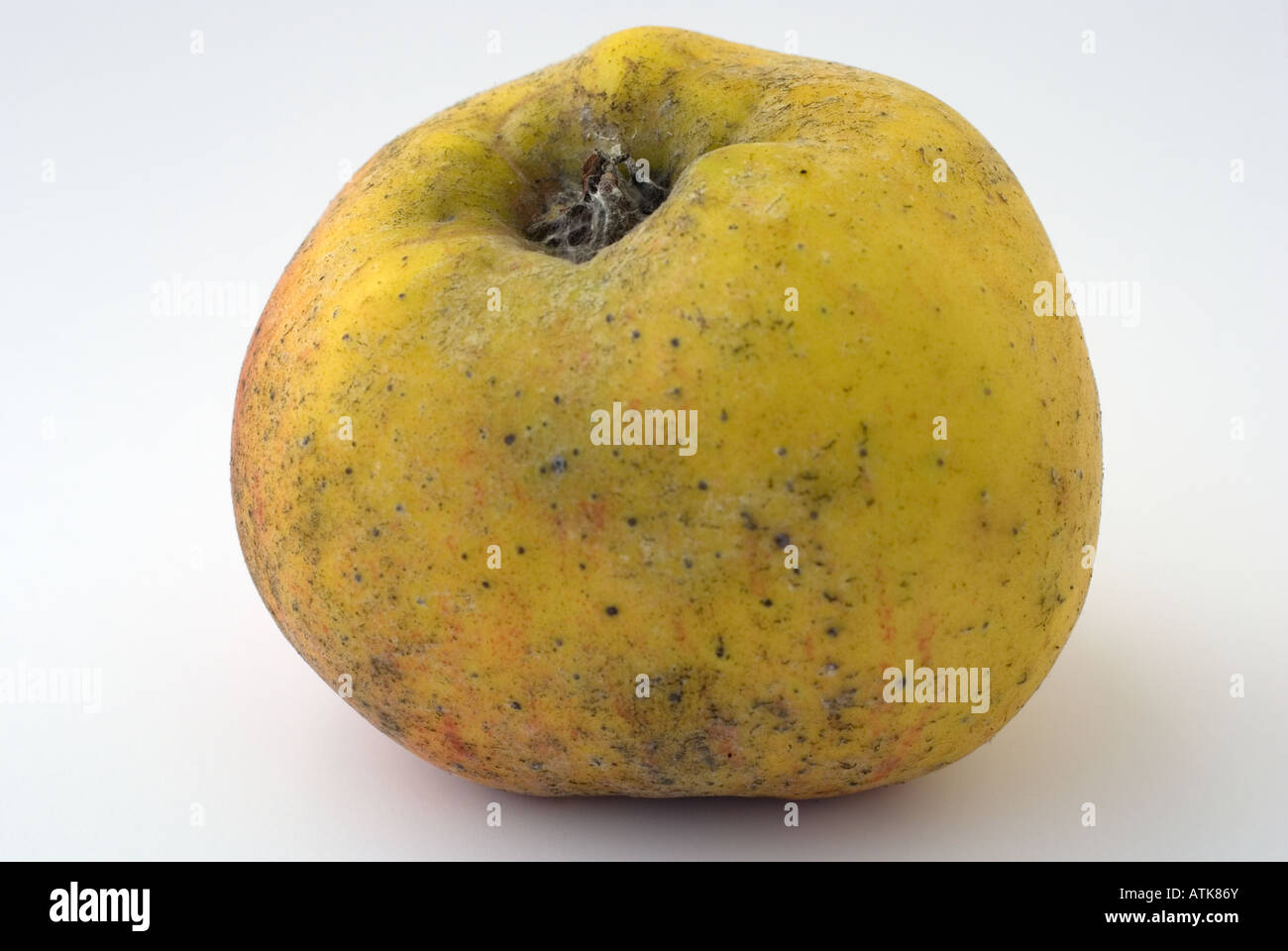 Malus domestica bramley hi-res stock photography and images - Alamy