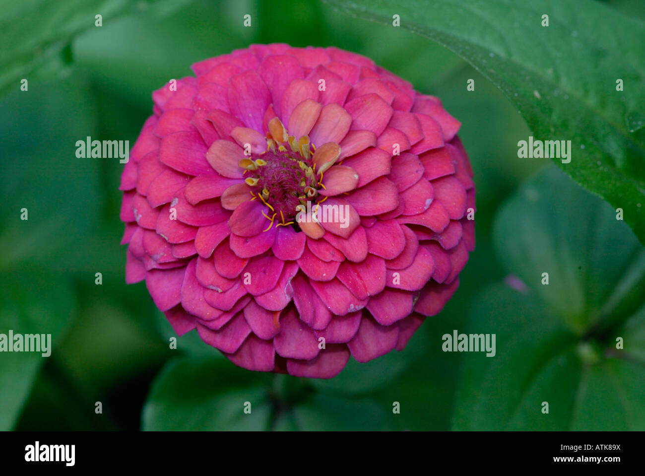 Zinnie blumen hi-res stock photography and images - Alamy