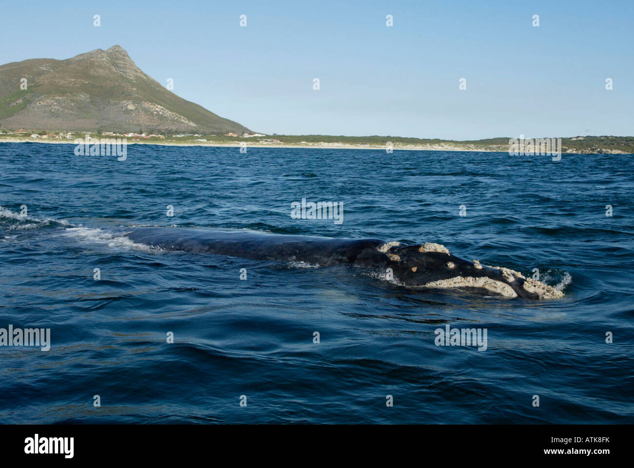 Southern Right Whale Stock Photo - Alamy