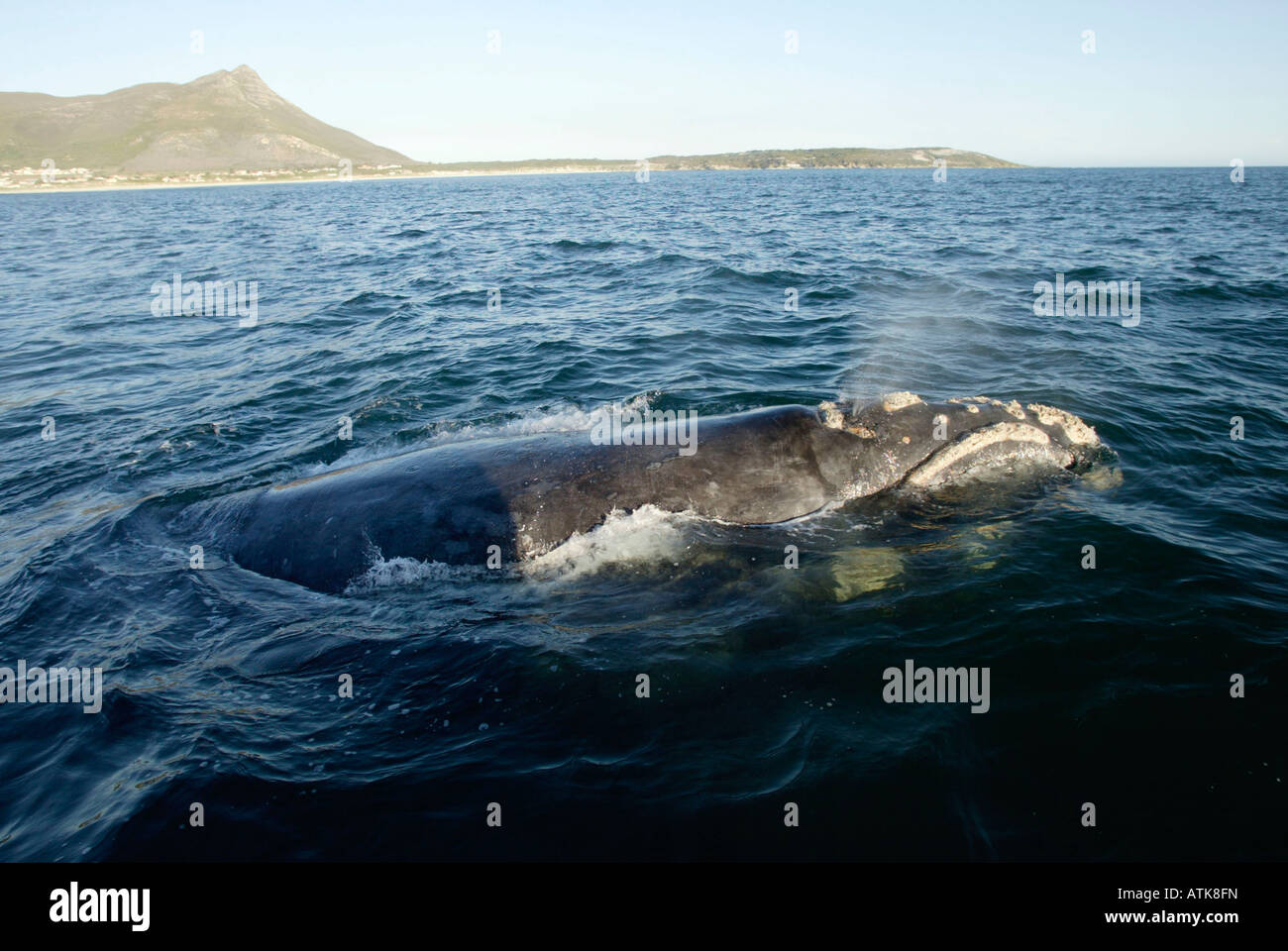 Southern Right Whale Stock Photo - Alamy