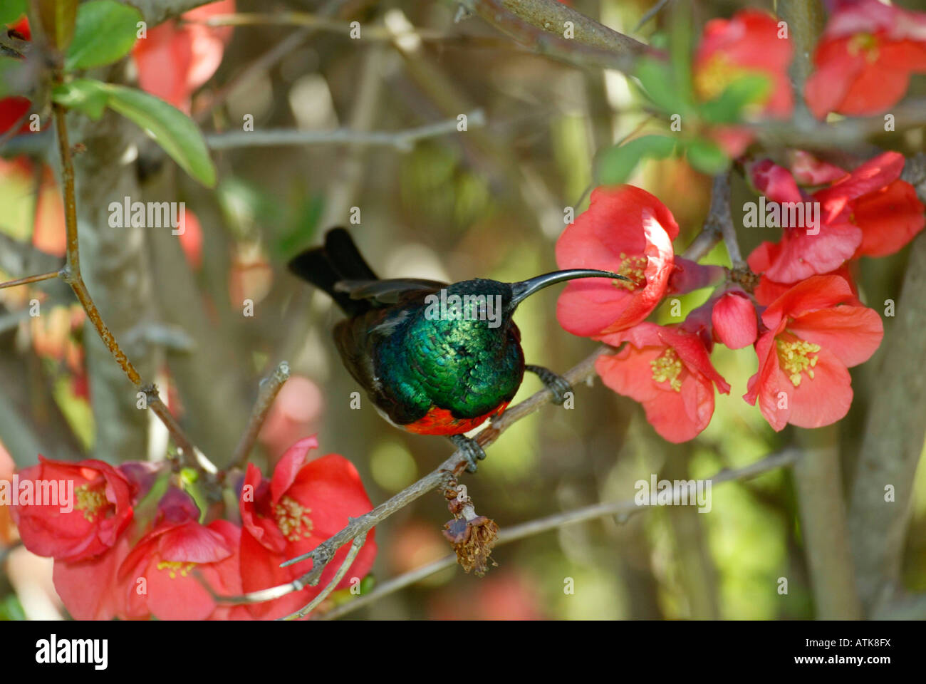 Greater Double-collared Sunbird Stock Photo - Alamy