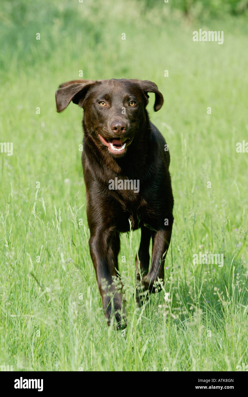 Brown labrador retriever hi-res stock photography and images - Alamy