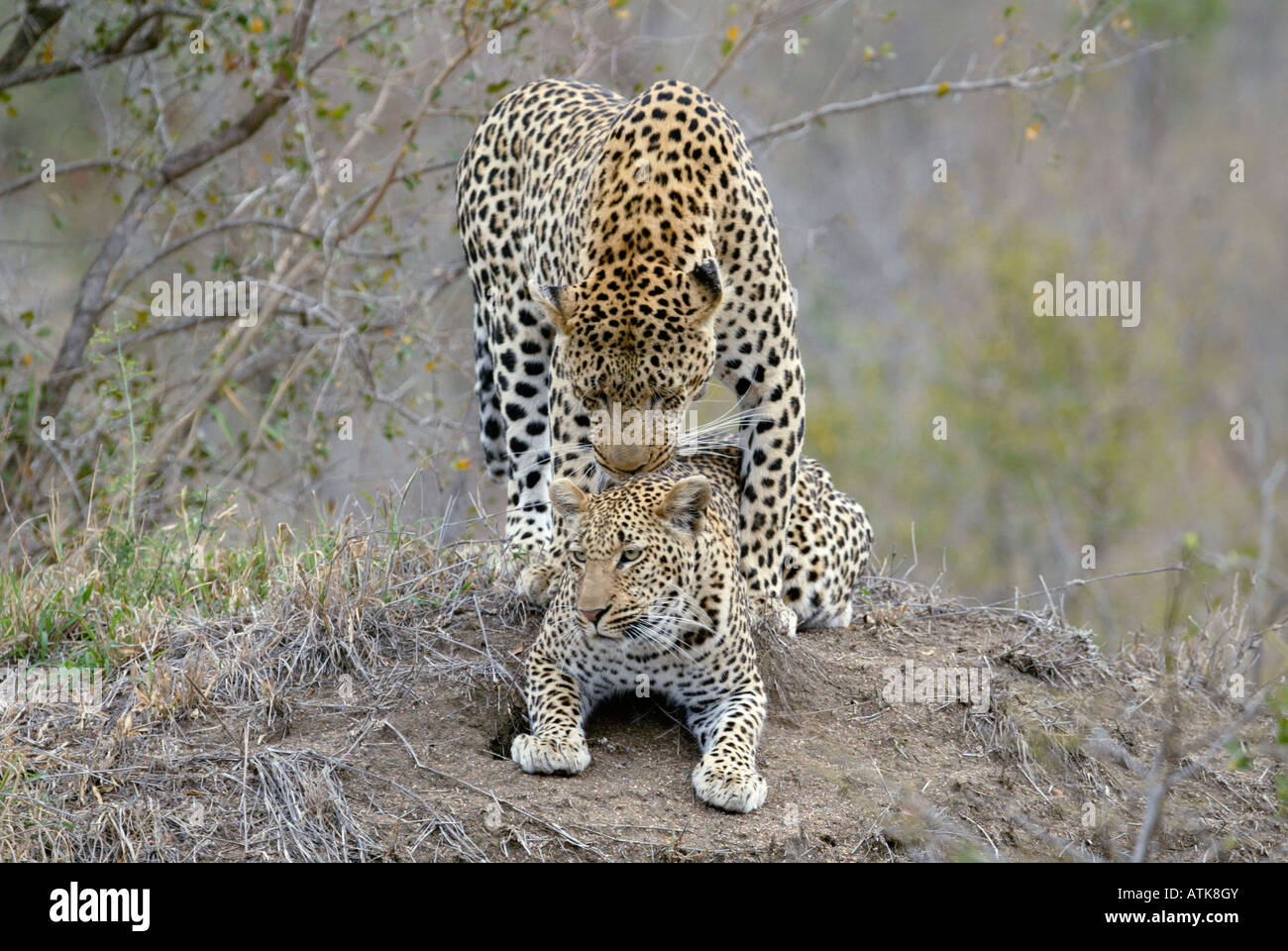 African leopard mating hi-res stock photography and images - Alamy