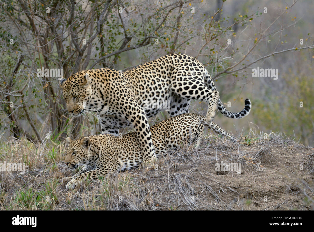 African leopard mating hi-res stock photography and images - Alamy