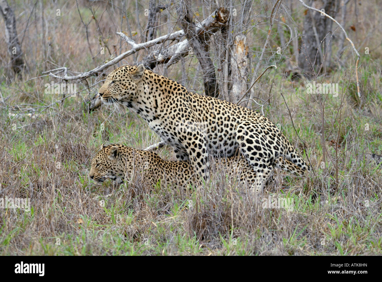 Mating leopards africa hi-res stock photography and images - Alamy