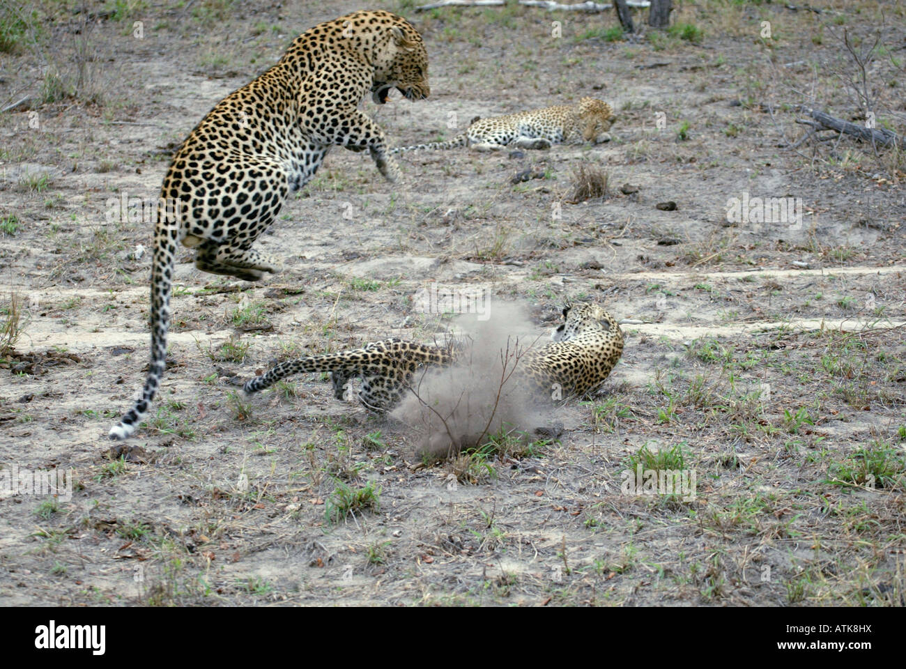 Two leopards jumping hi-res stock photography and images - Alamy