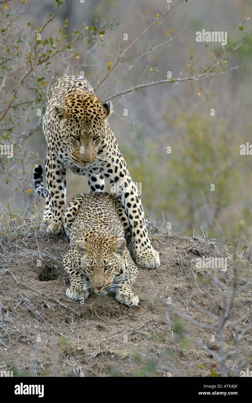 African leopard mating hi-res stock photography and images - Alamy