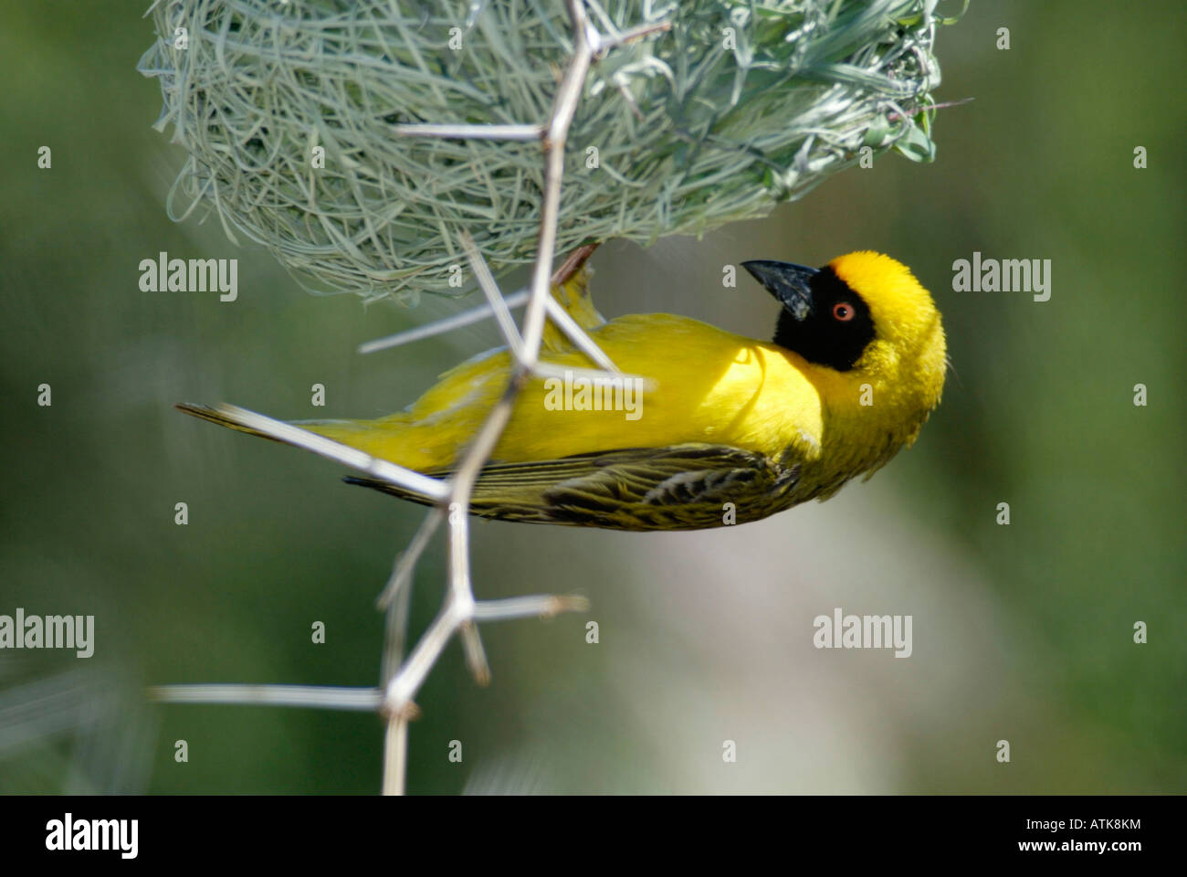 African Masked Weaver Stock Photo - Alamy