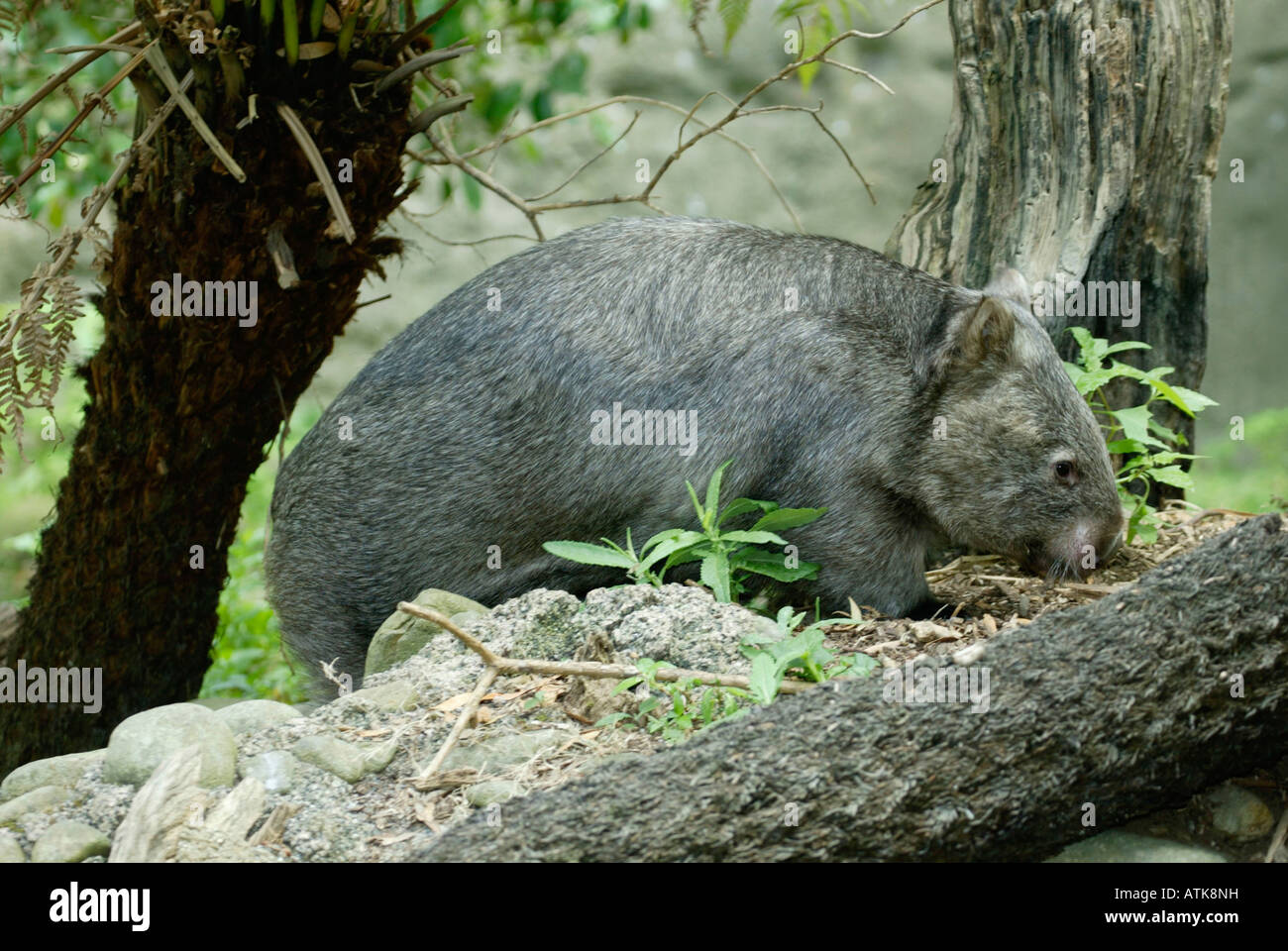 Standing Wombat High Resolution Stock Photography and Images - Alamy