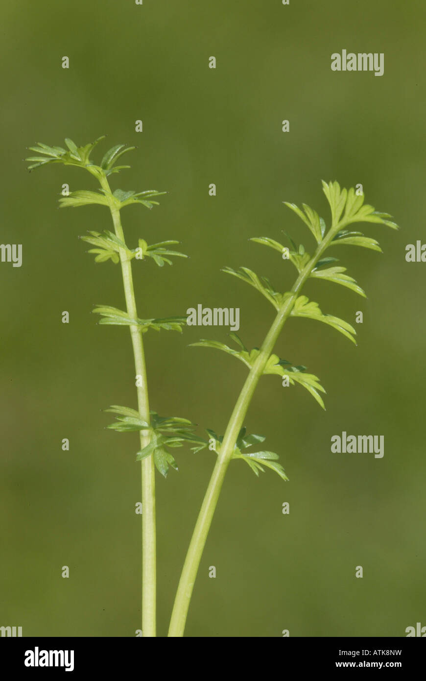 Caraway leaves carum carvi hi-res stock photography and images - Alamy