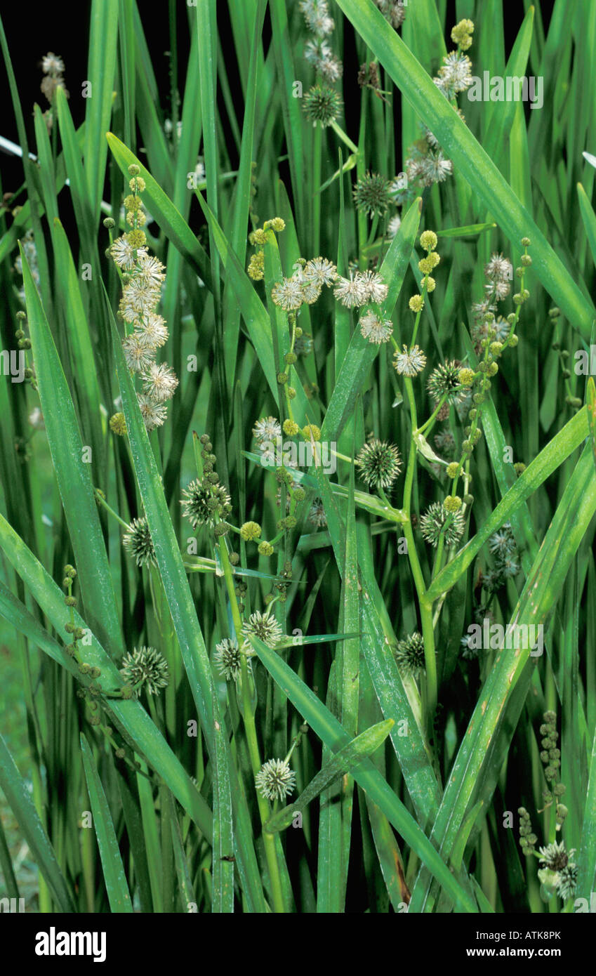 Upright reed hi-res stock photography and images - Alamy