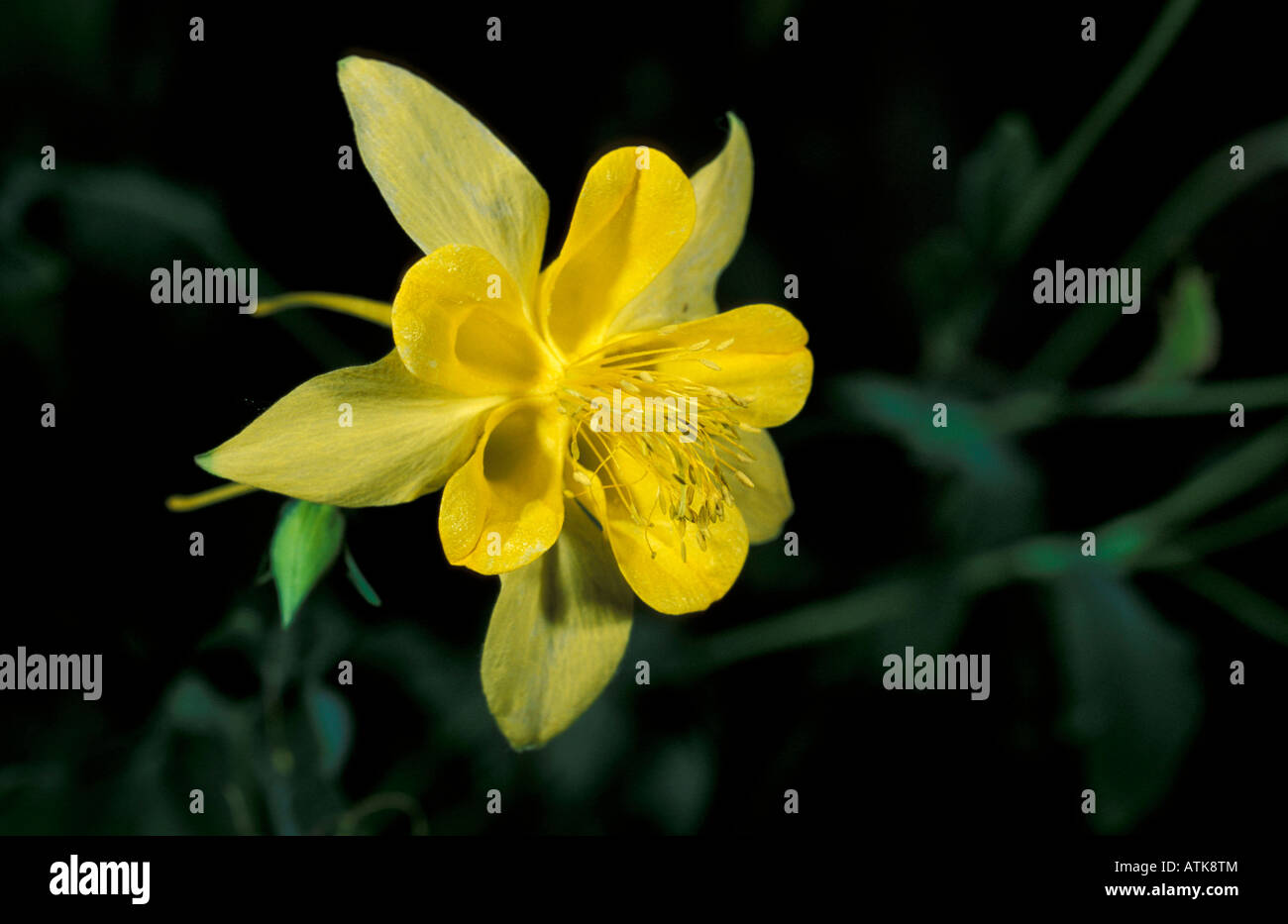 Golden columbine hi-res stock photography and images - Alamy