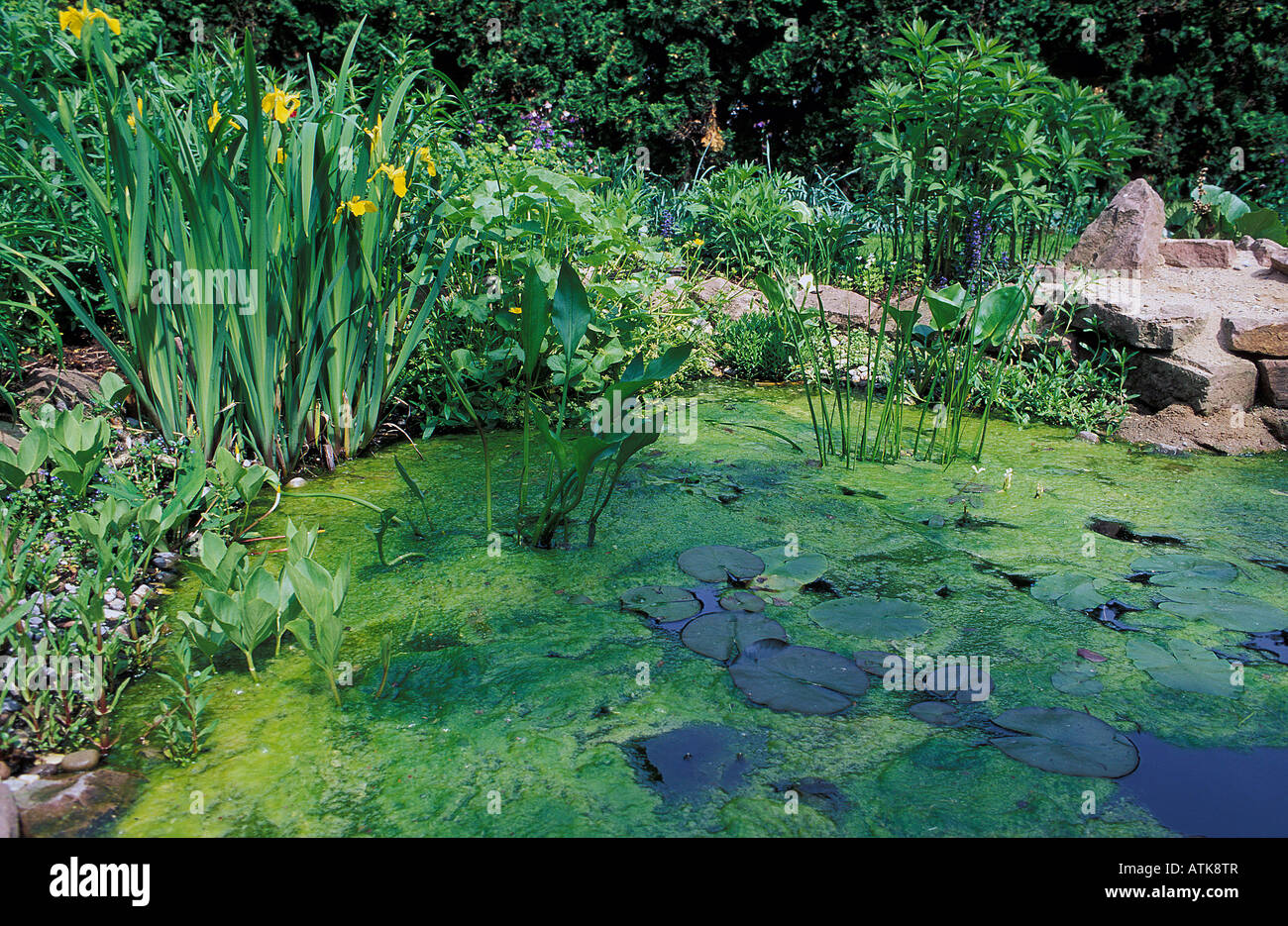 Pond with algae Stock Photo - Alamy