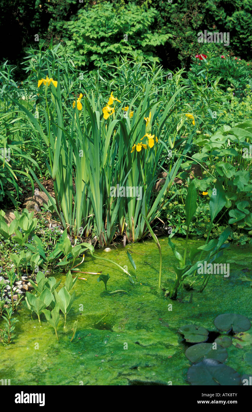 Pond with algae Stock Photo - Alamy