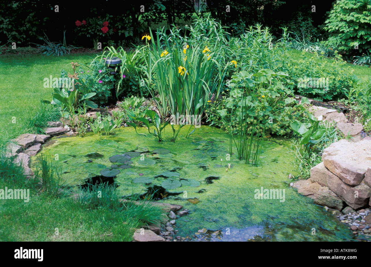 Garden pond algae hi-res stock photography and images - Alamy