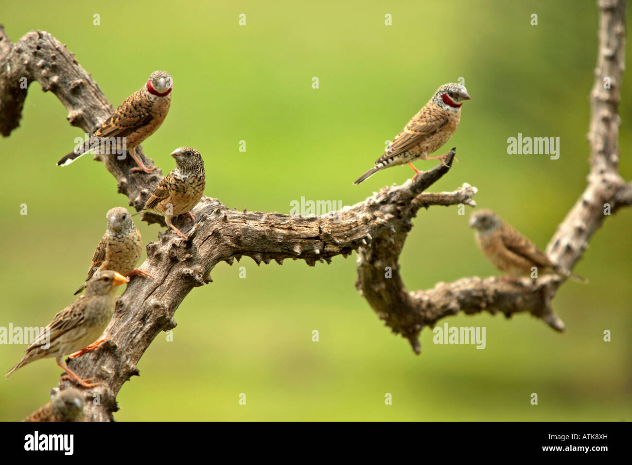 Cutthroat finch hi-res stock photography and images - Alamy