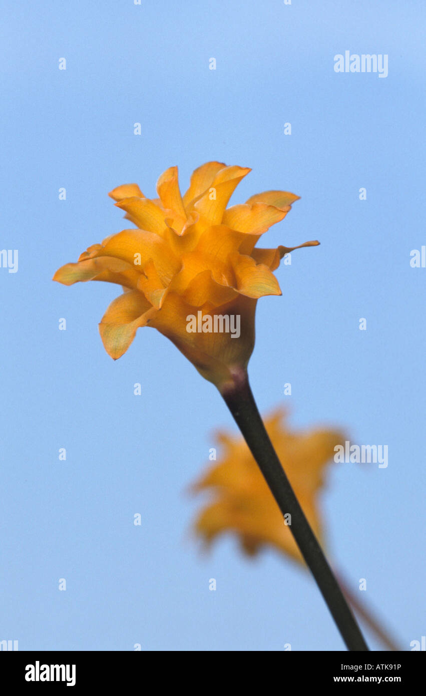 Yellow calathea hi-res stock photography and images - Alamy