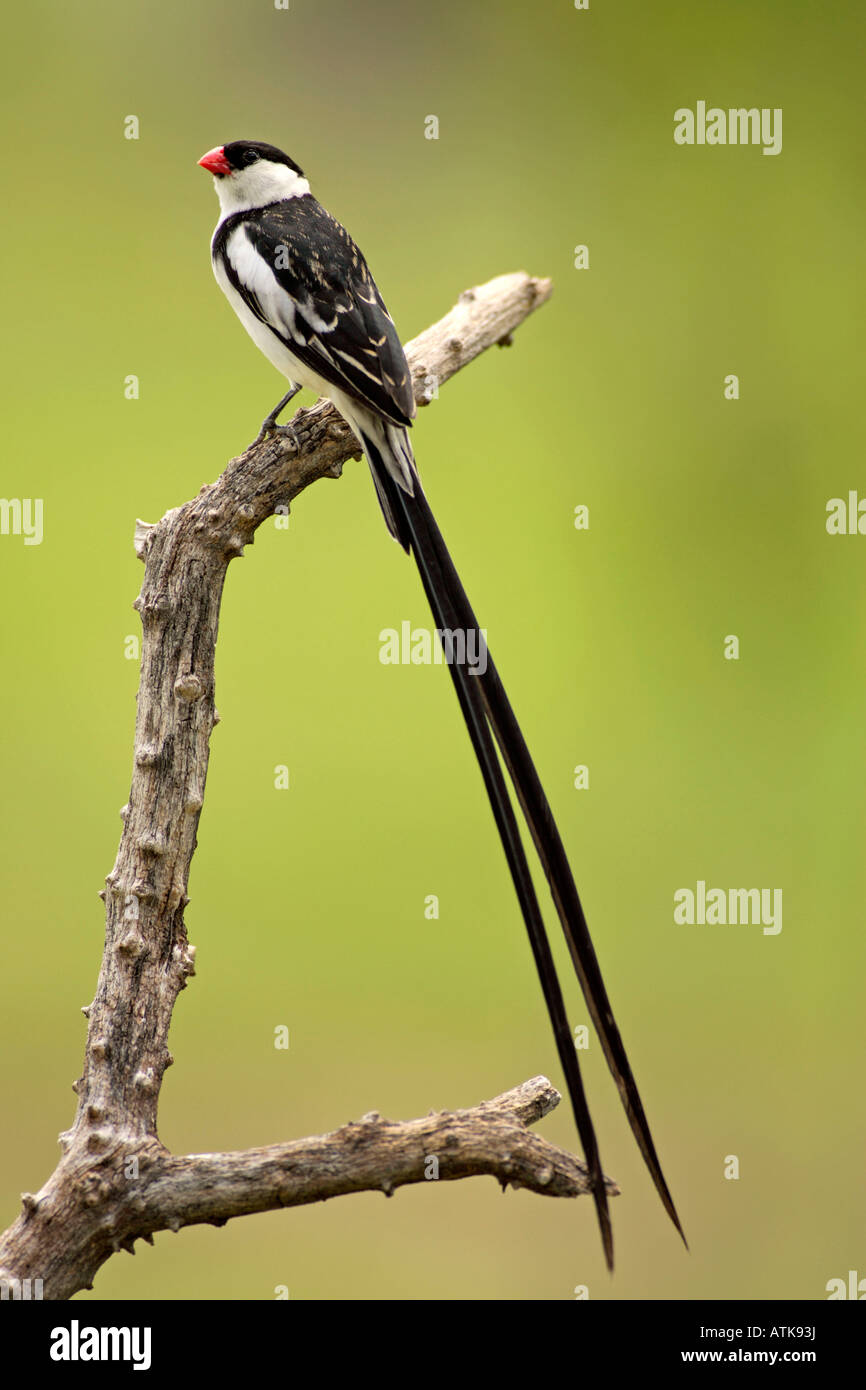 Pin tailed whydah vidua macroura adult male hi-res stock photography ...