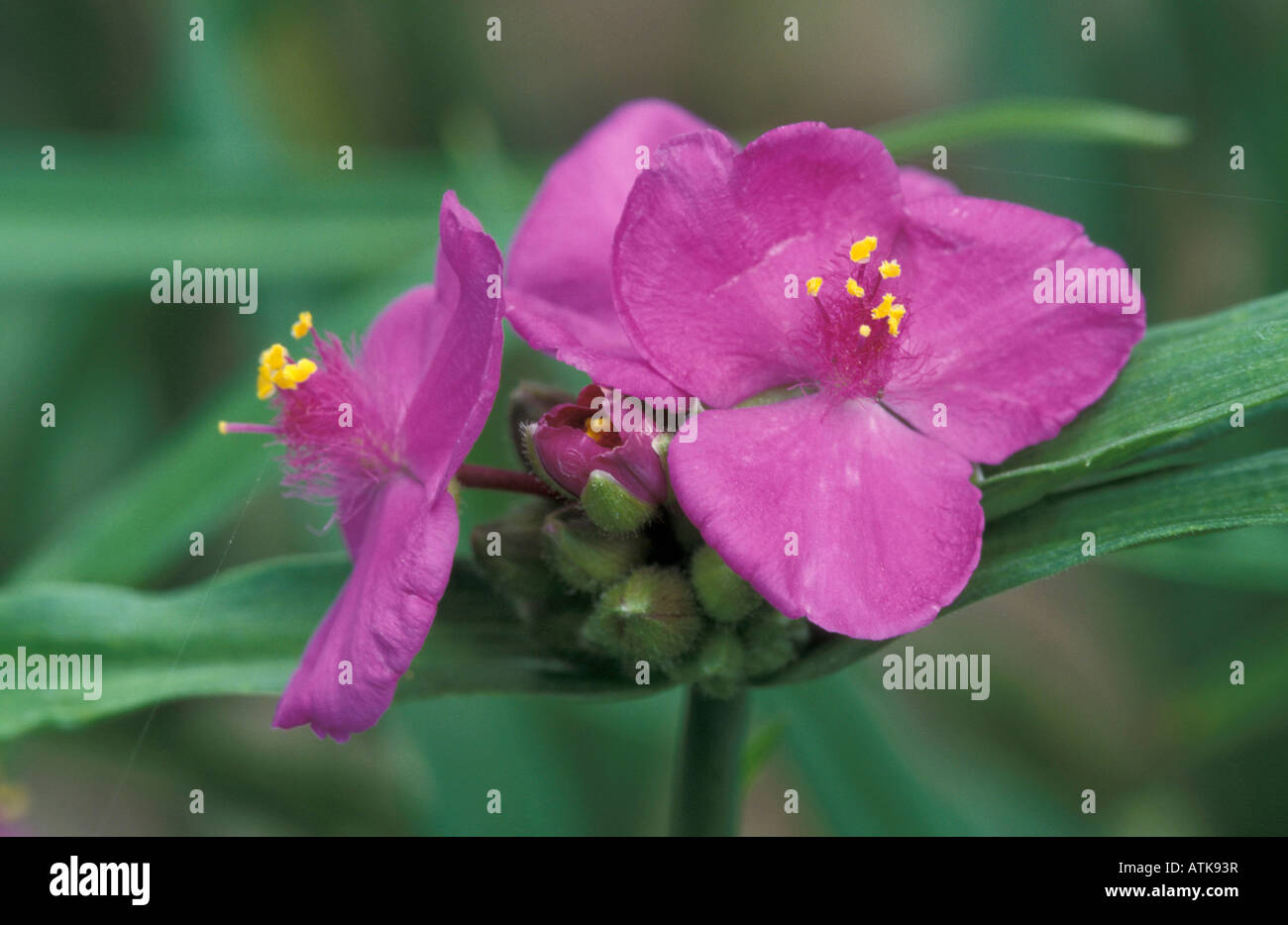 Spiderwort pink hi-res stock photography and images - Alamy