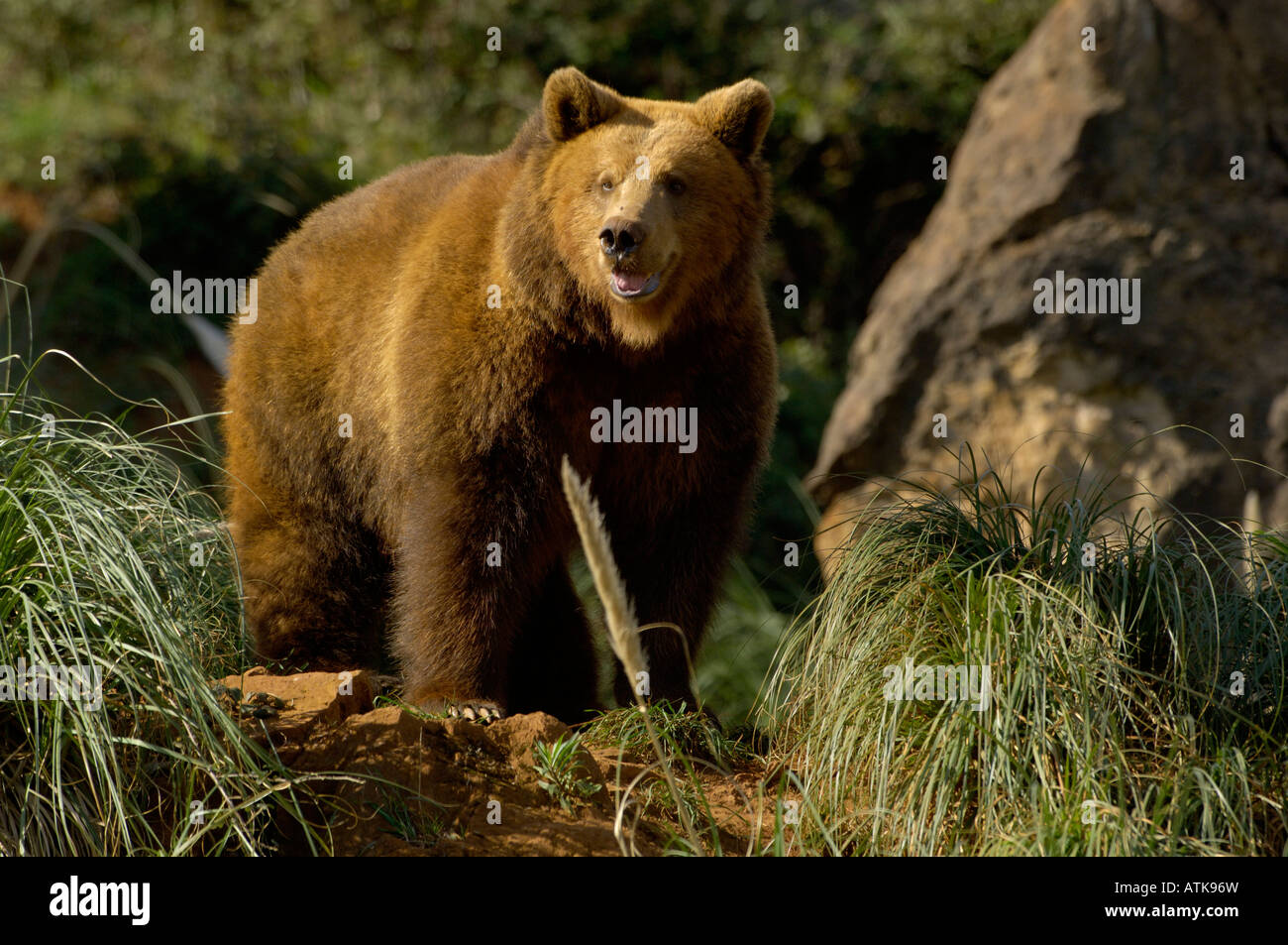 European Brown Bear Ursos arctos cantabrica, Spanish race Photographed ...