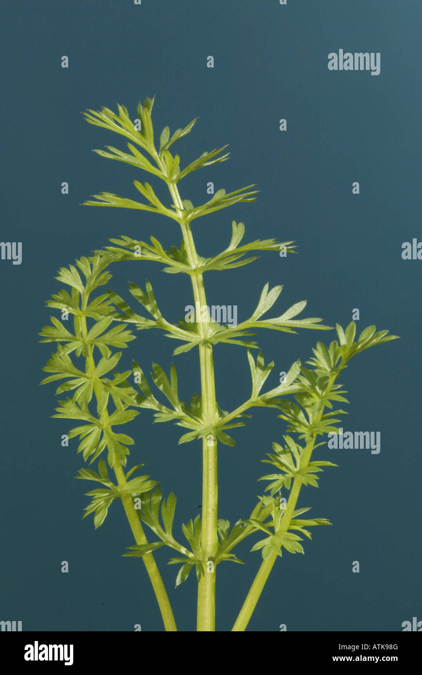 Plants of caraway hi-res stock photography and images - Alamy