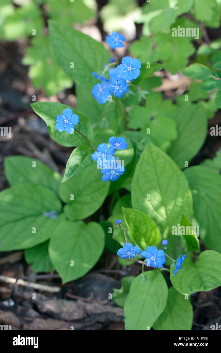 Creeping forget me not hi-res stock photography and images - Alamy