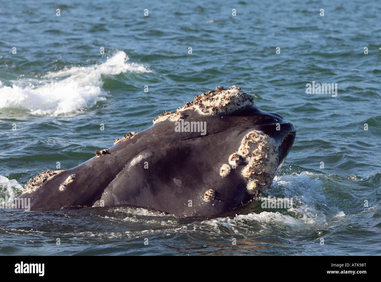 Southern Right Whale Stock Photo - Alamy