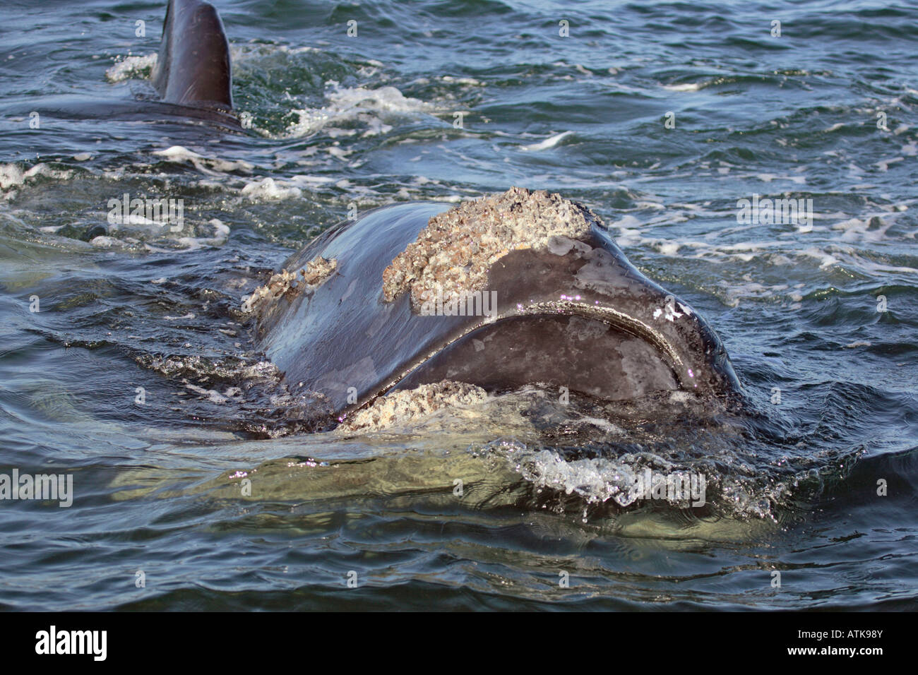 Southern Right Whale Stock Photo - Alamy