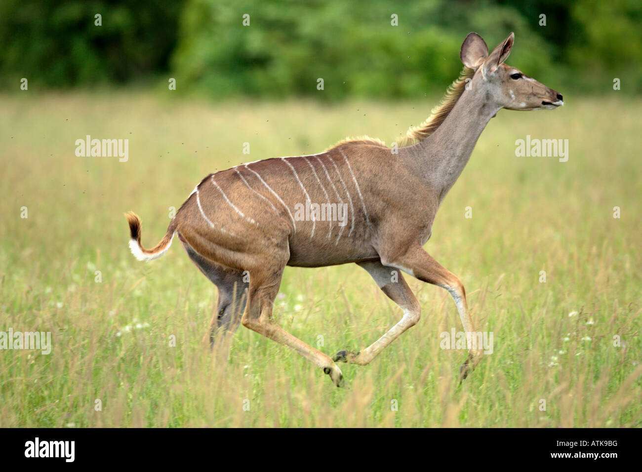 Kudu running hi-res stock photography and images - Alamy