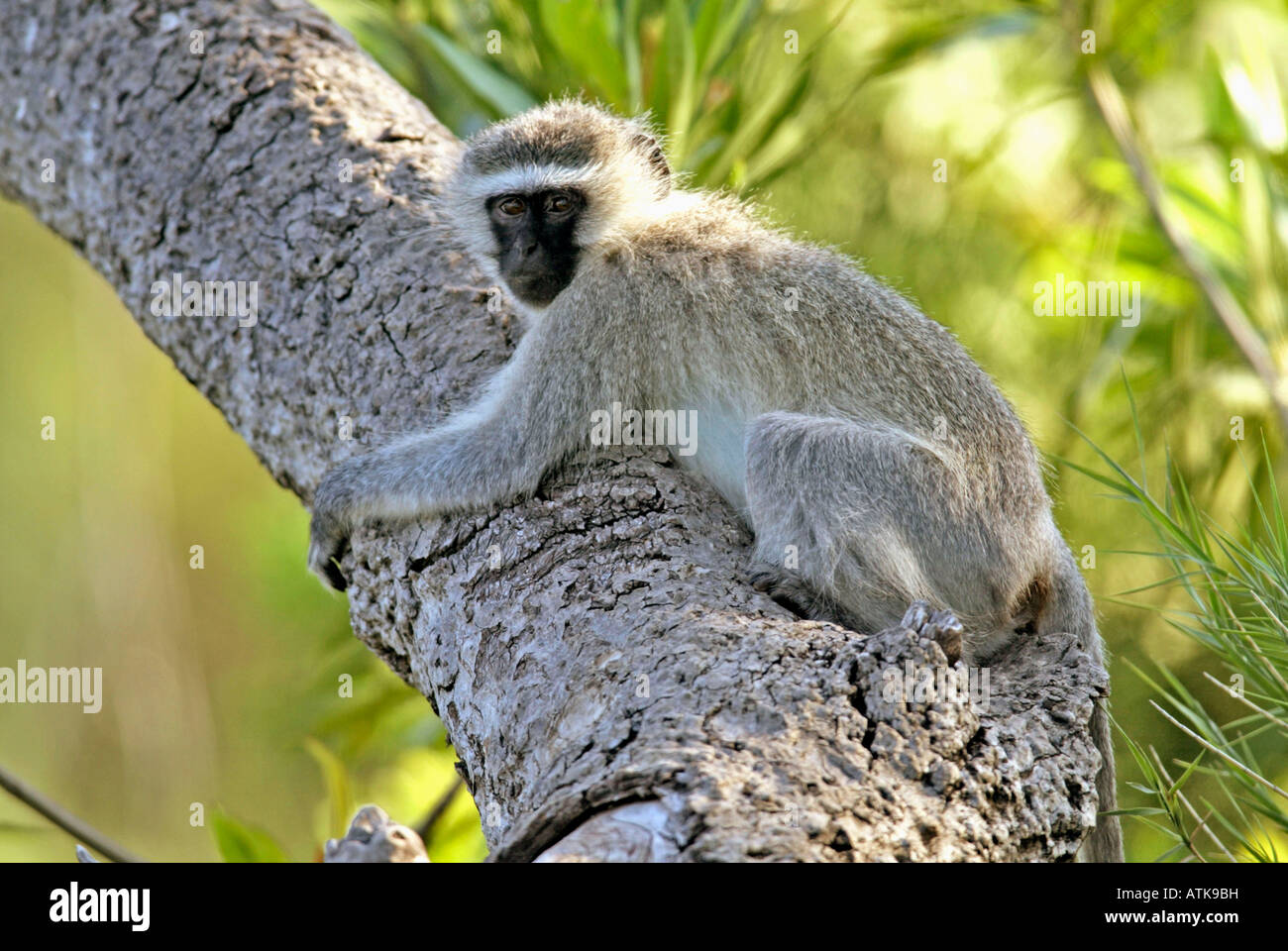 Green Monkey / Grivet Monkey / Vervet Monkey Stock Photo - Alamy