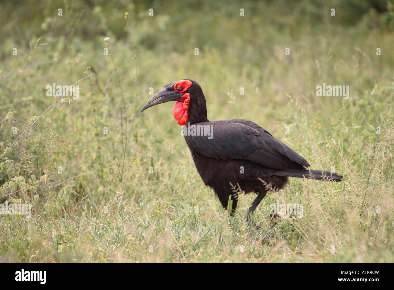 Southern Ground Hornbill Stock Photo - Alamy