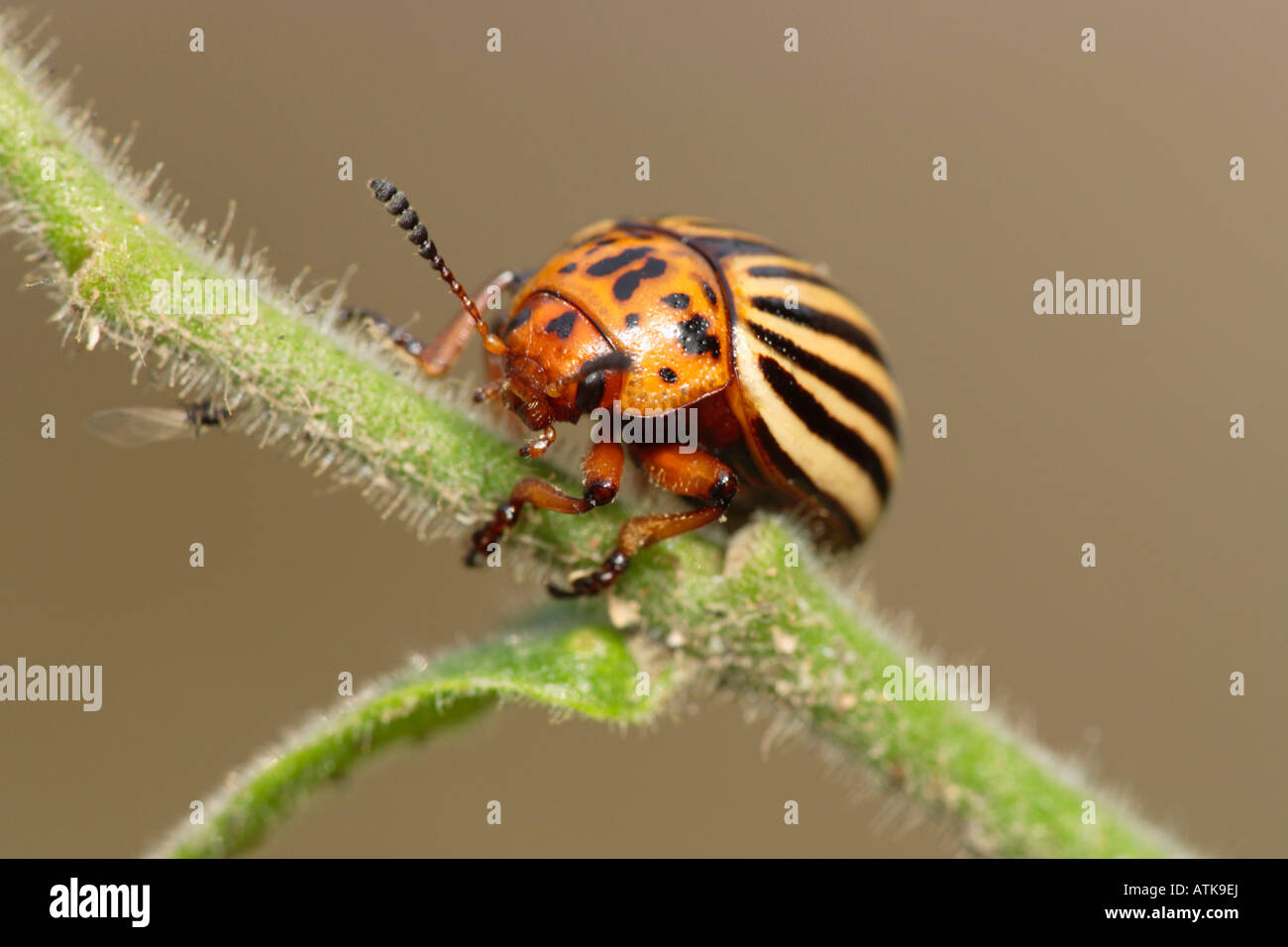 Insects of colorado hi-res stock photography and images - Alamy