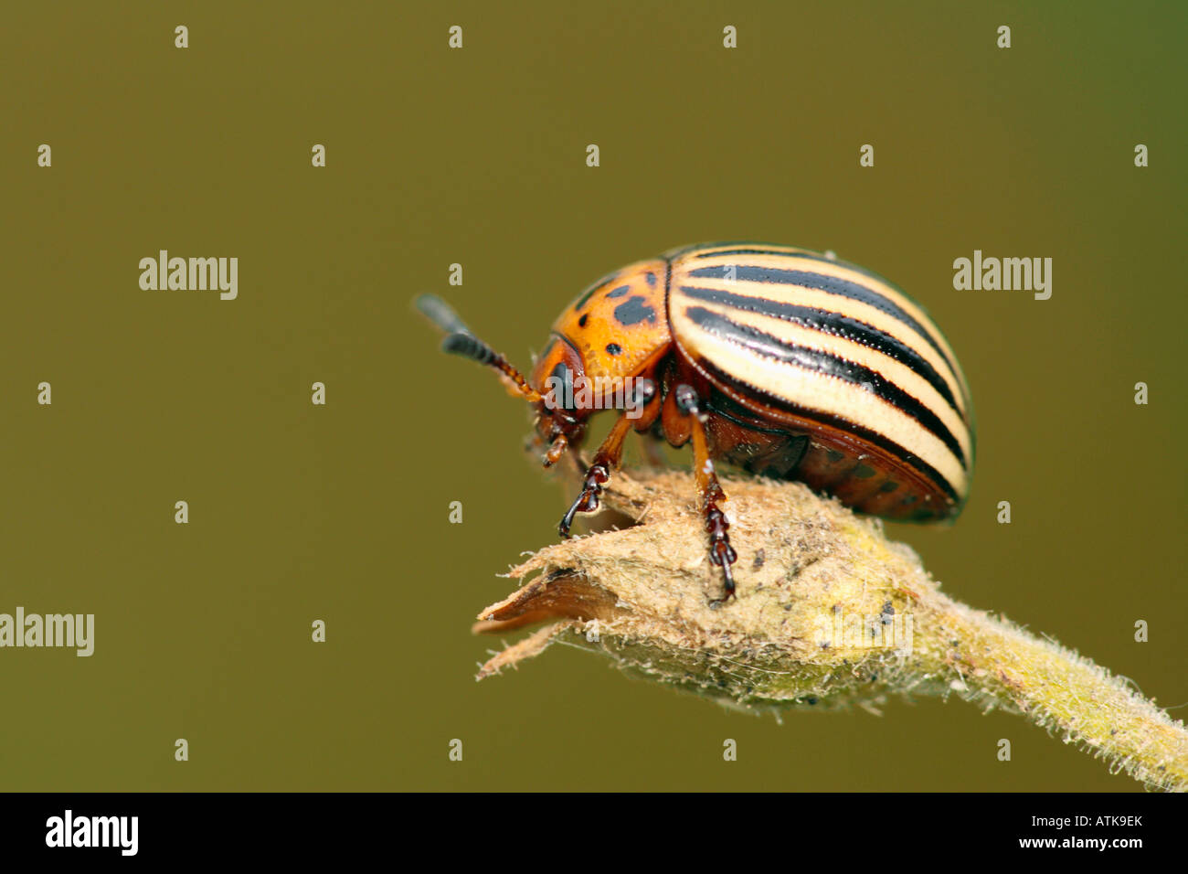 Insects of colorado hi-res stock photography and images - Alamy