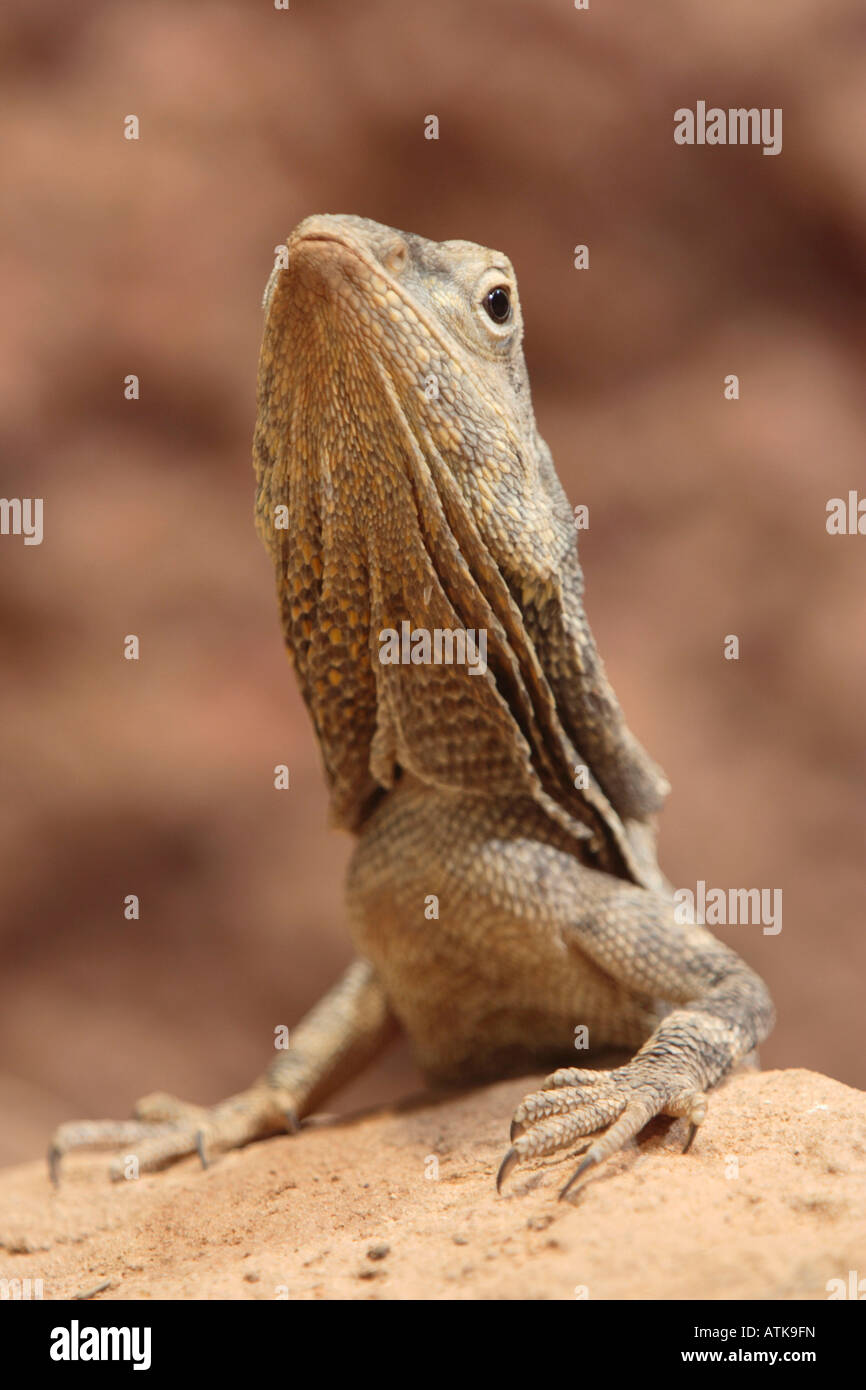 Kings lizard chlamydosaurus kingii hi-res stock photography and images ...