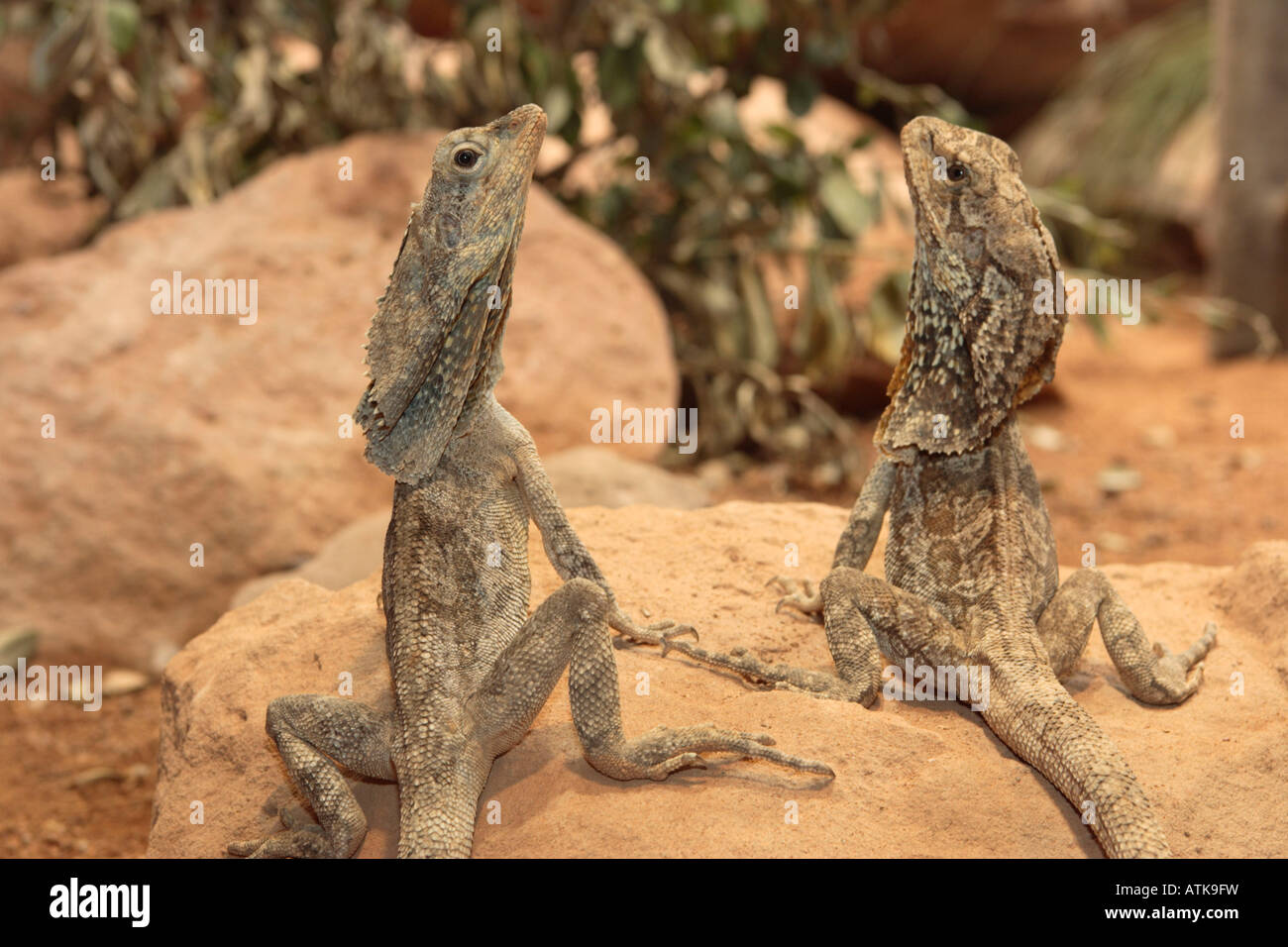 Kings of the animals hi-res stock photography and images - Alamy