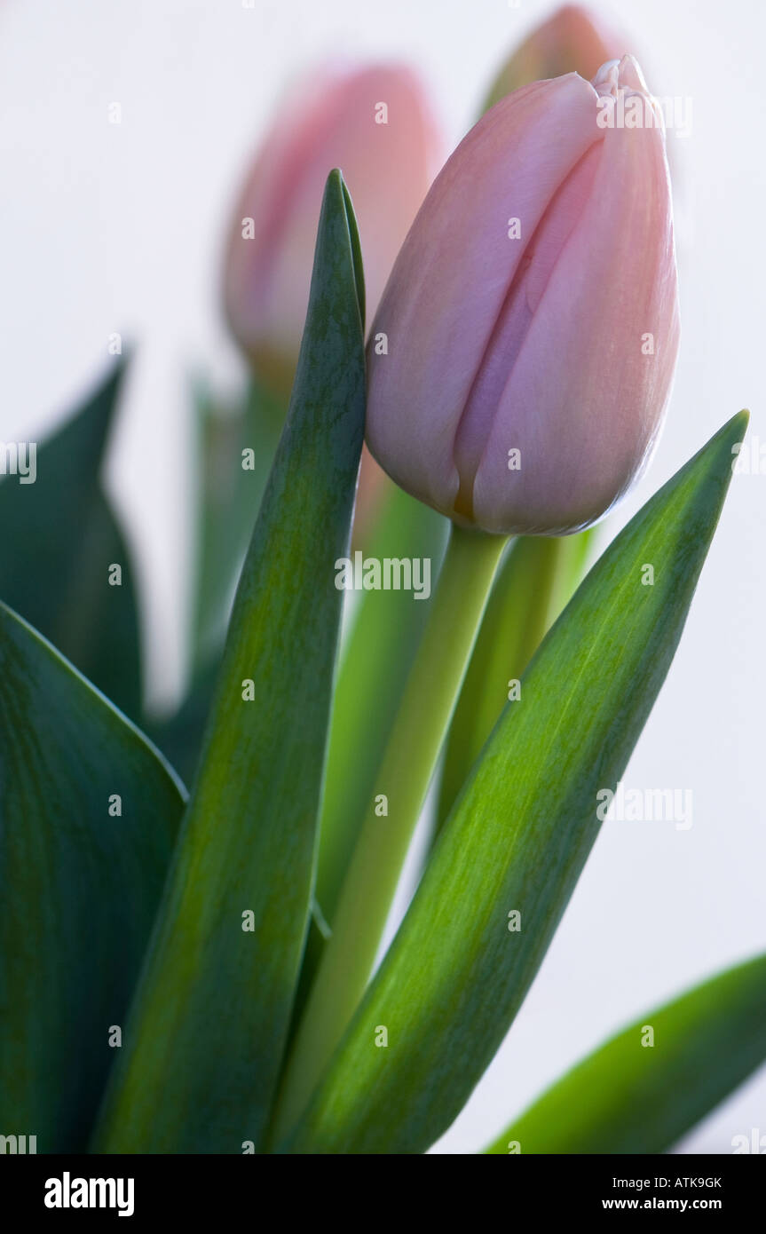 Spring garden flora Cut Out Stock Images & Pictures - Alamy