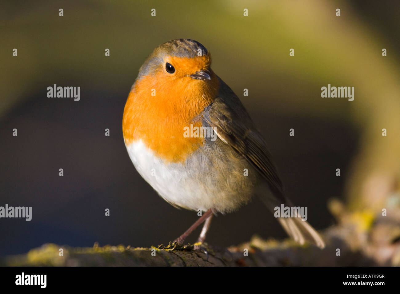 Robin at rest on a tree branch taken on a winters day Stock Photo - Alamy