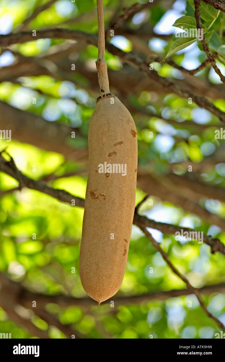 Saussage hi-res stock photography and images - Alamy